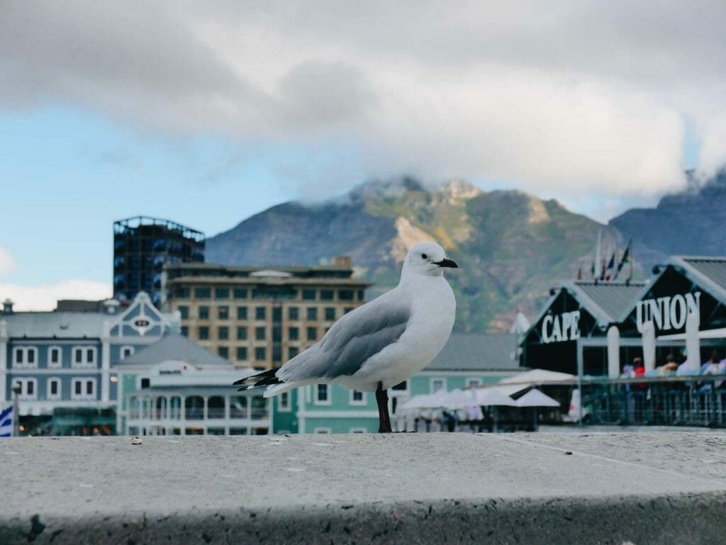 Visiter Le Cap et ses environs | QUE VOIR et QUE FAIRE
