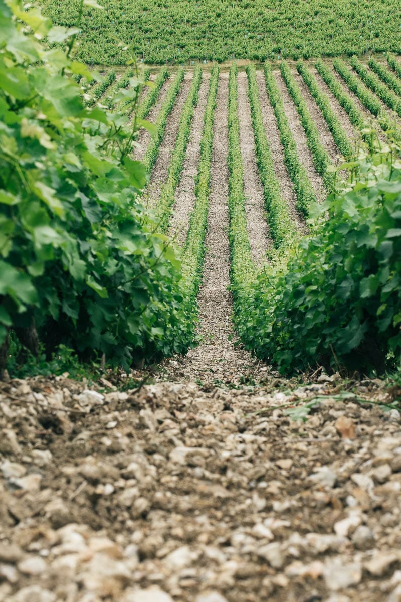 TOP 5 des caves de Champagne à visiter